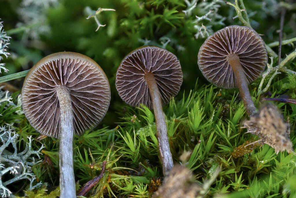 Psilocybe liniformans var. americana - Mycophilia