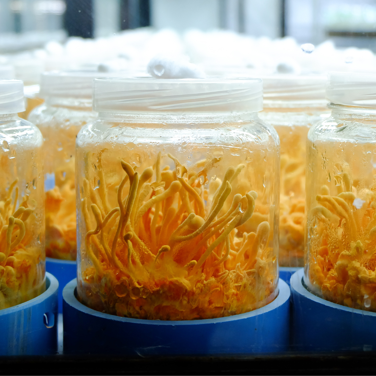 Imagine Farms Miami, Florida